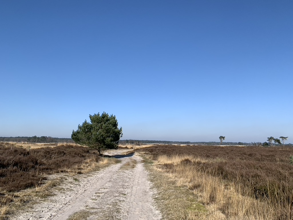 uitgelichte route: wandeling Grenspark Kalmthoutse Heide - Athena