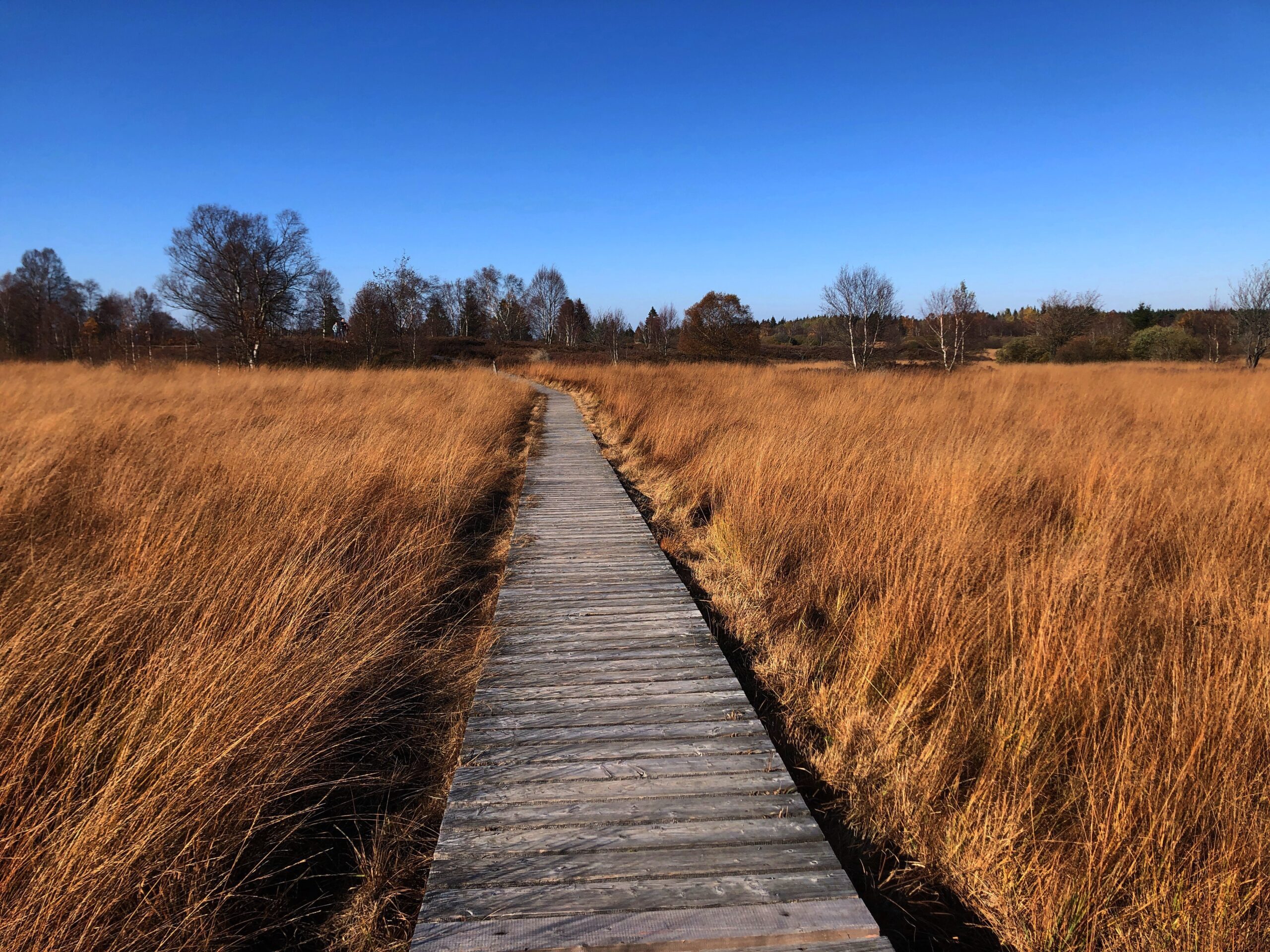 De Hoge Venen lonken - Athena